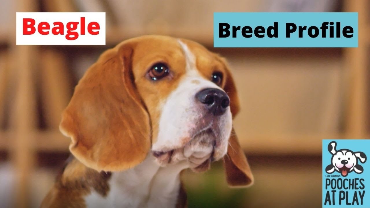 Beagle Breed Profile - Expert Dog Training & Dog Health Tips | S7 Ep3 ...