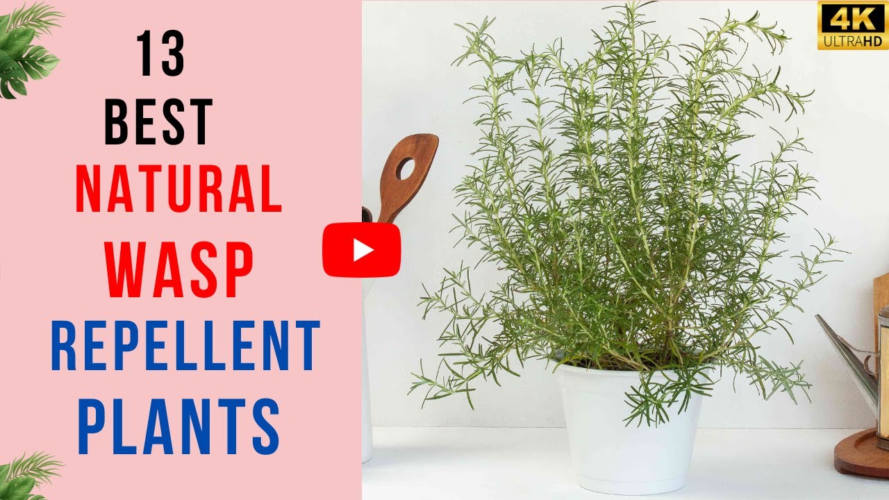 13 Plants That Actually Keep Wasps Away | Best Natural Wasp Repellent ...