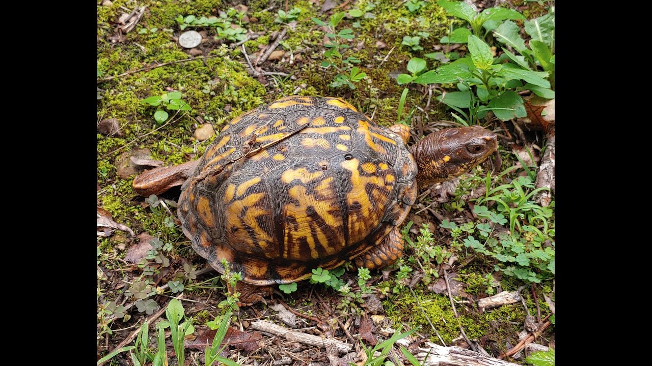 Box Turtle Slideshow - YouTube