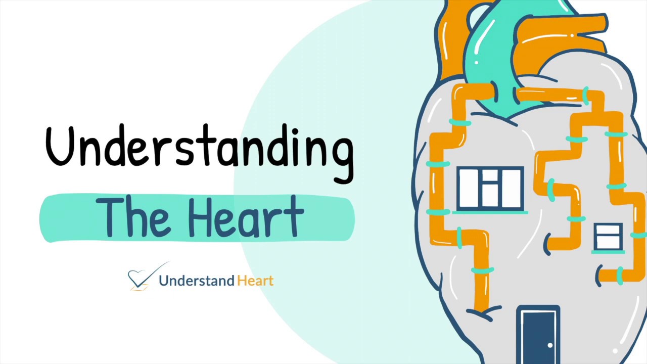 Understanding the Heart - YouTube