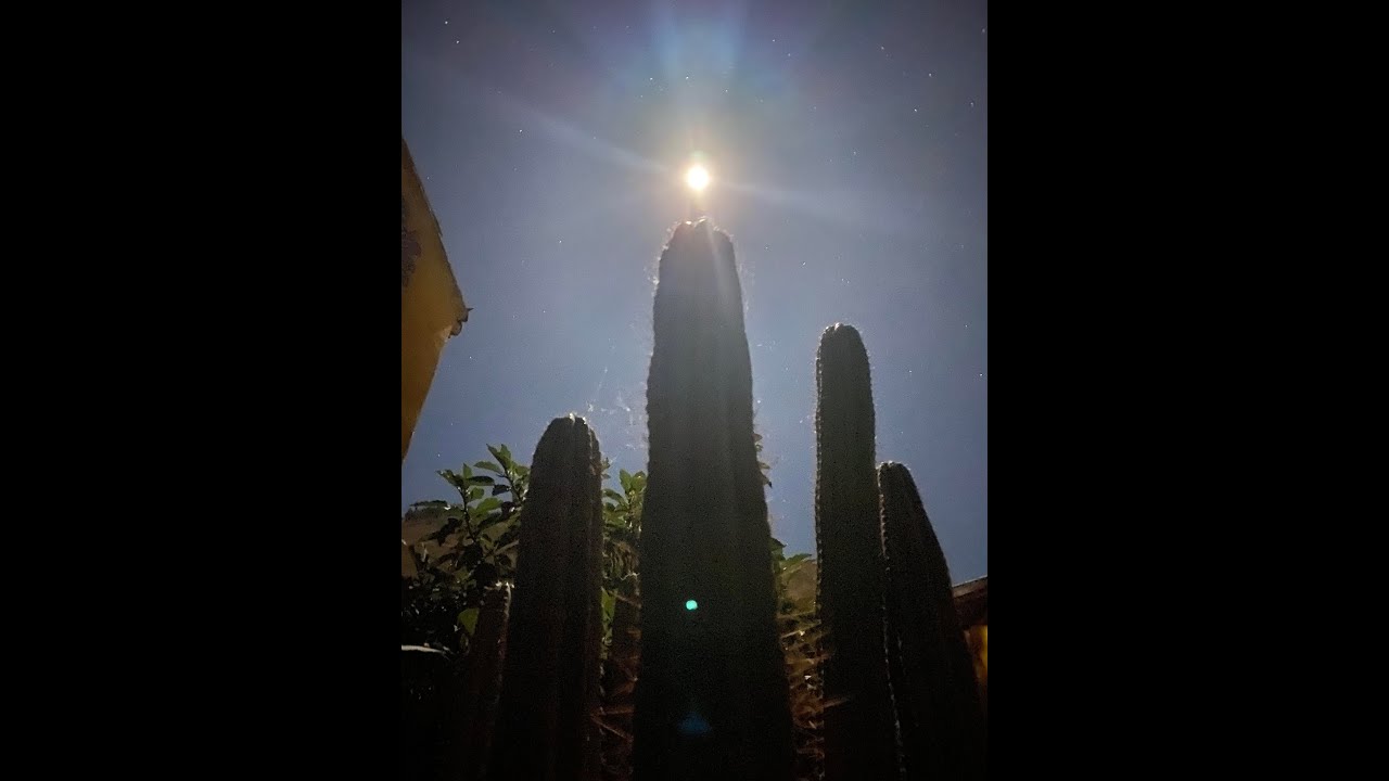 Huachuma, a.k.a. San Pedro Cactus: A Magical Journey Toward Your ...