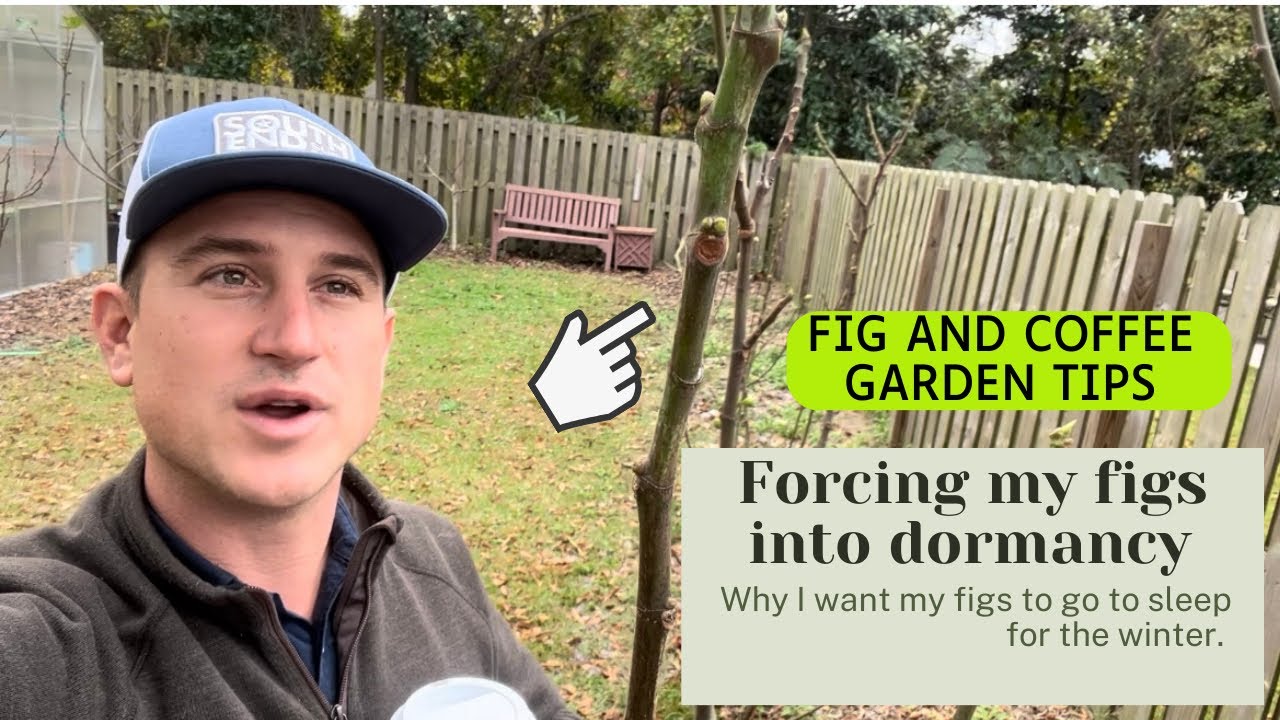 Forcing my fig trees into dormancy! Plus, fig cuttings update and signs of success! - YouTube