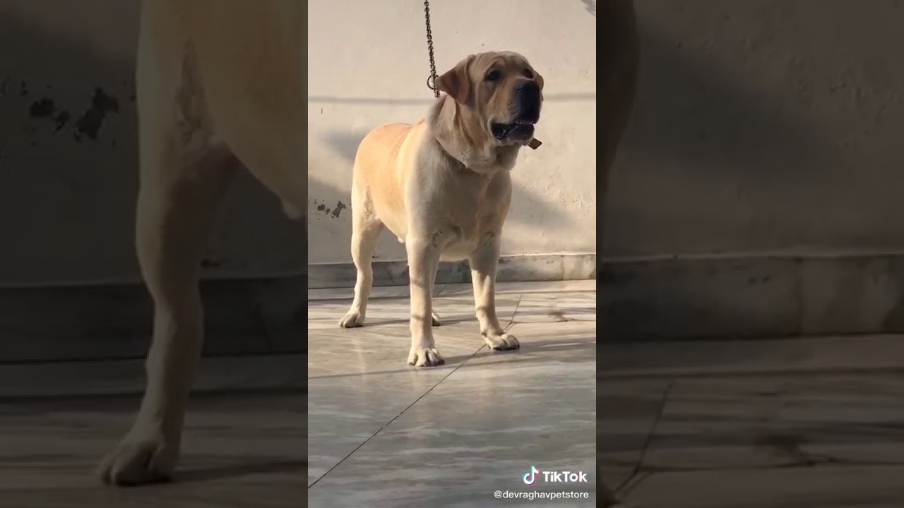 Labra dog - YouTube