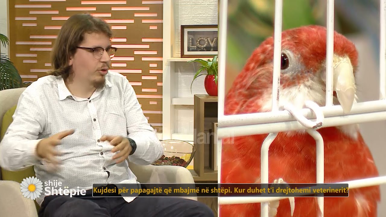 "Jo vetëm fara luledielli", çfarë duhet të hajë një papagall - YouTube