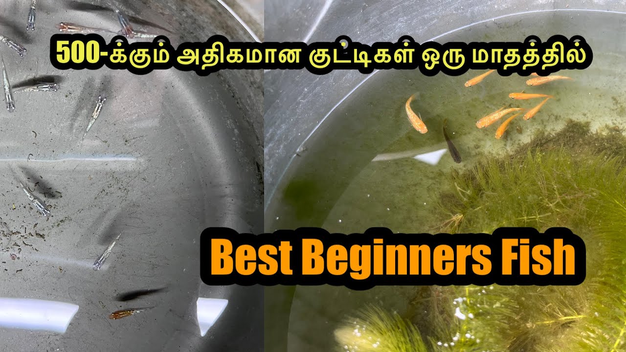 Best Beginners Fish |500-க்கும் அதிகமான குட்டிகள்|Erode|AJL Aquarium |# ...