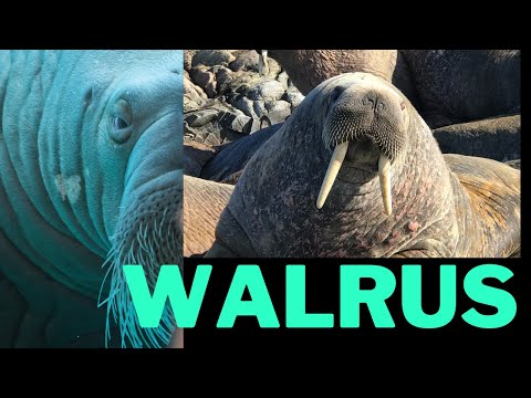 WALRUSES! - YouTube