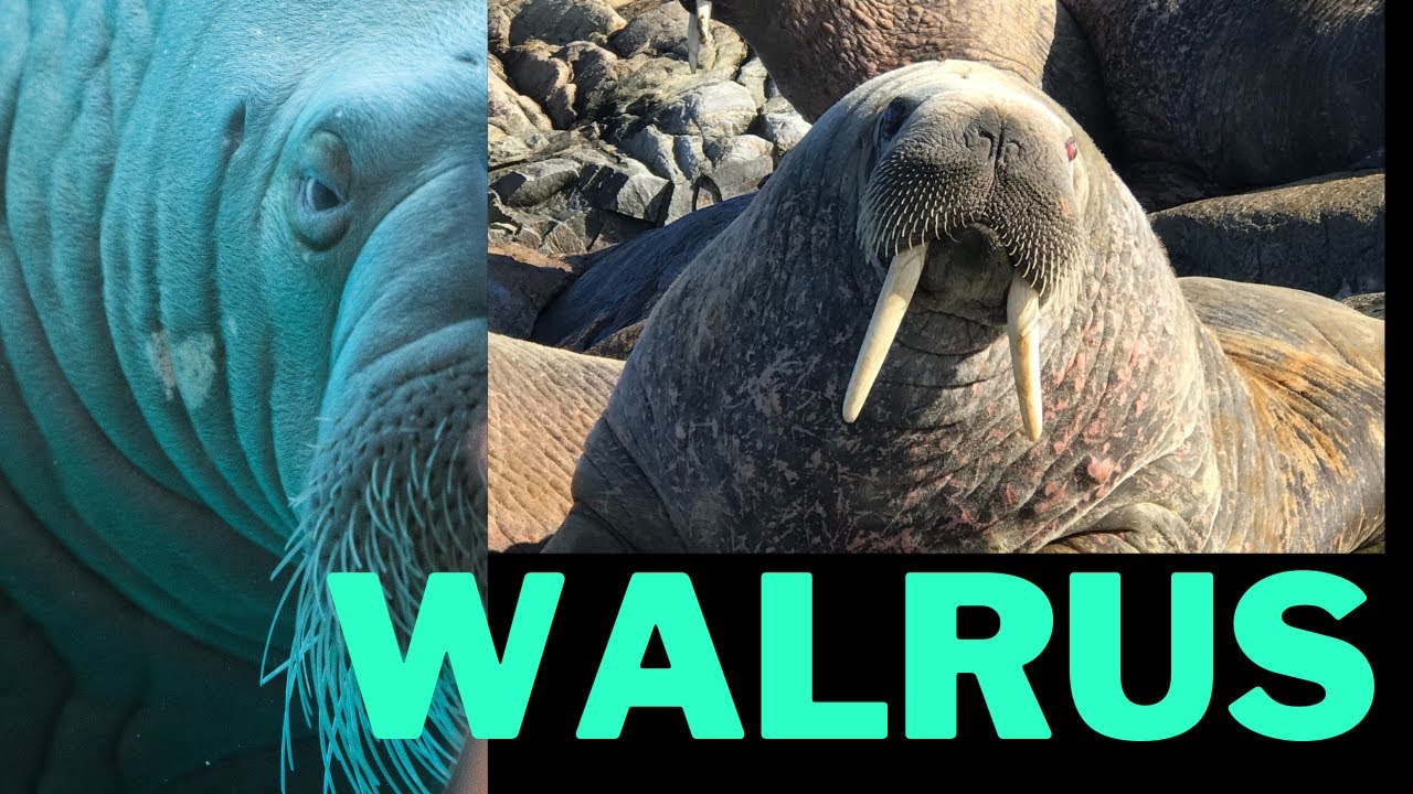 WALRUSES! - YouTube
