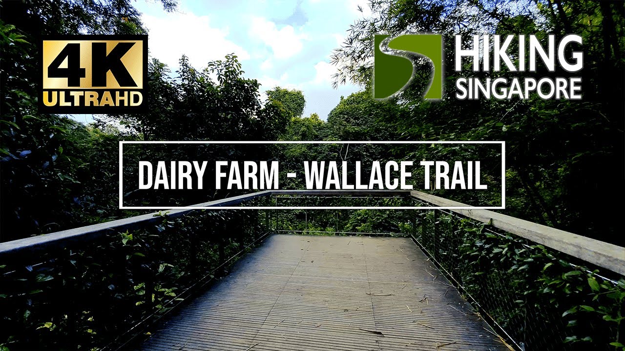 Wallace Trail at Dairy Farm Park(2021 version) - Hiking Singapore [4K ...