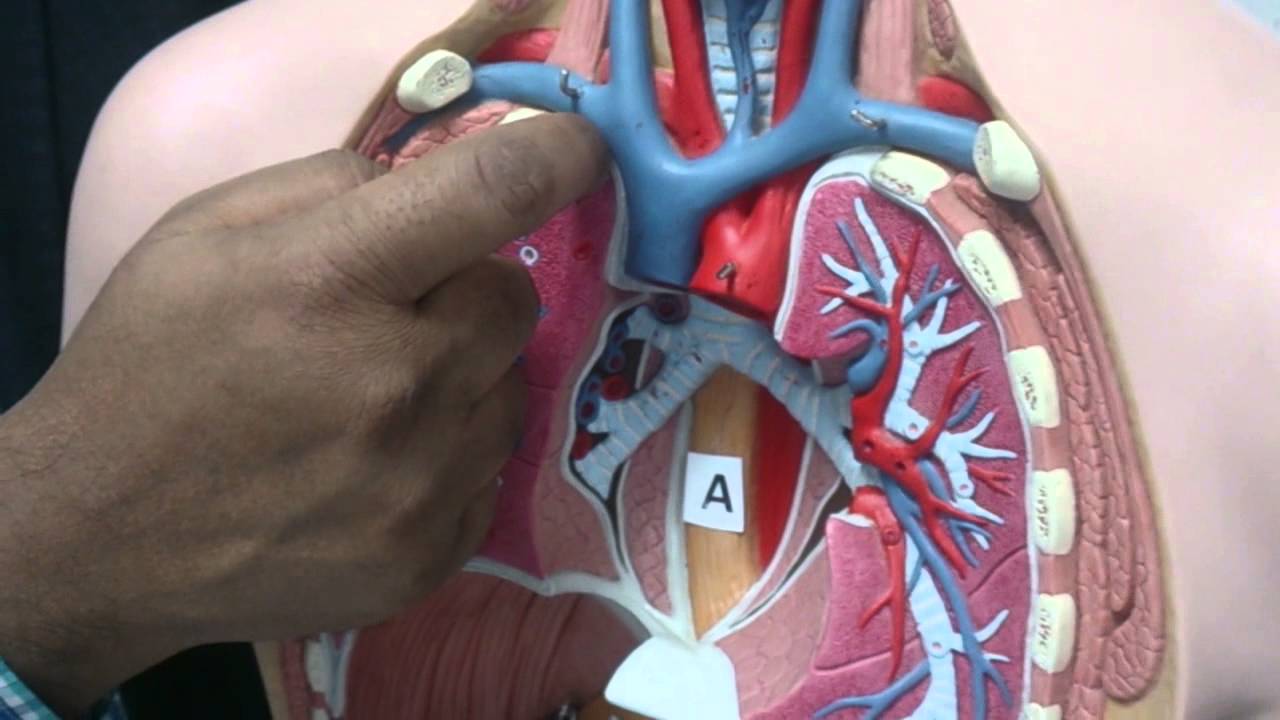 Ana-skull &... - YouTube