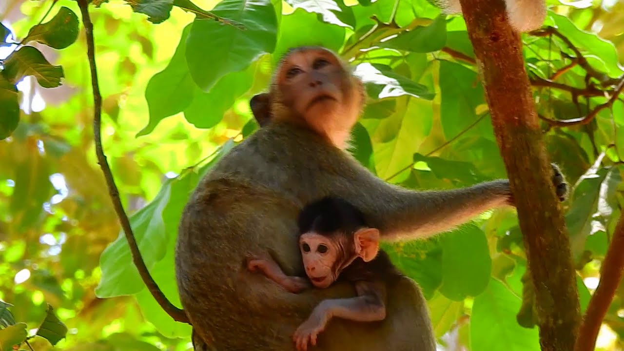 Anita Monkey on the three | Angkor Wat Monkey - YouTube