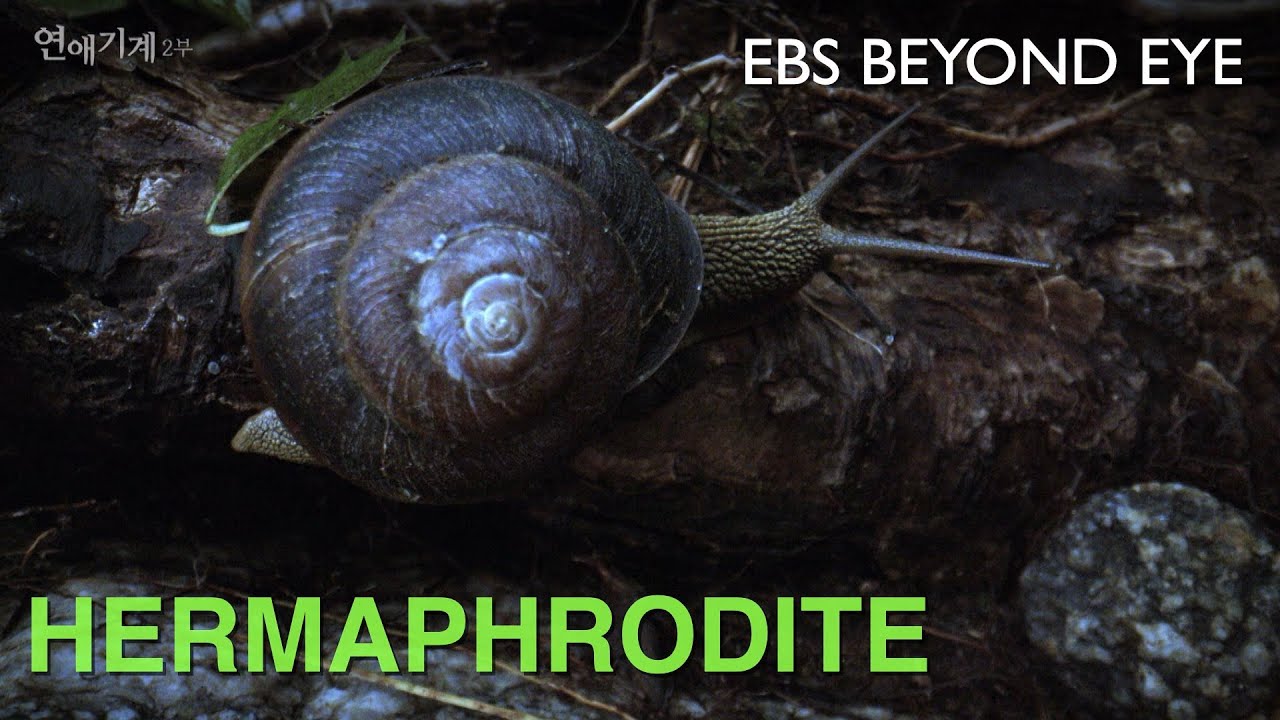 The Reproduction Process of Hermaphrodite Snail | EBS Nature ...