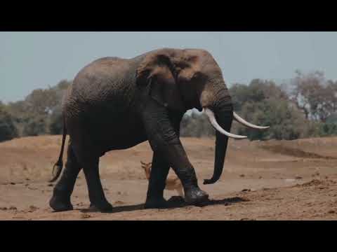 Wildlife animals video | HD animal planet videos 1080p | 4k animals video | film video 60 FPS