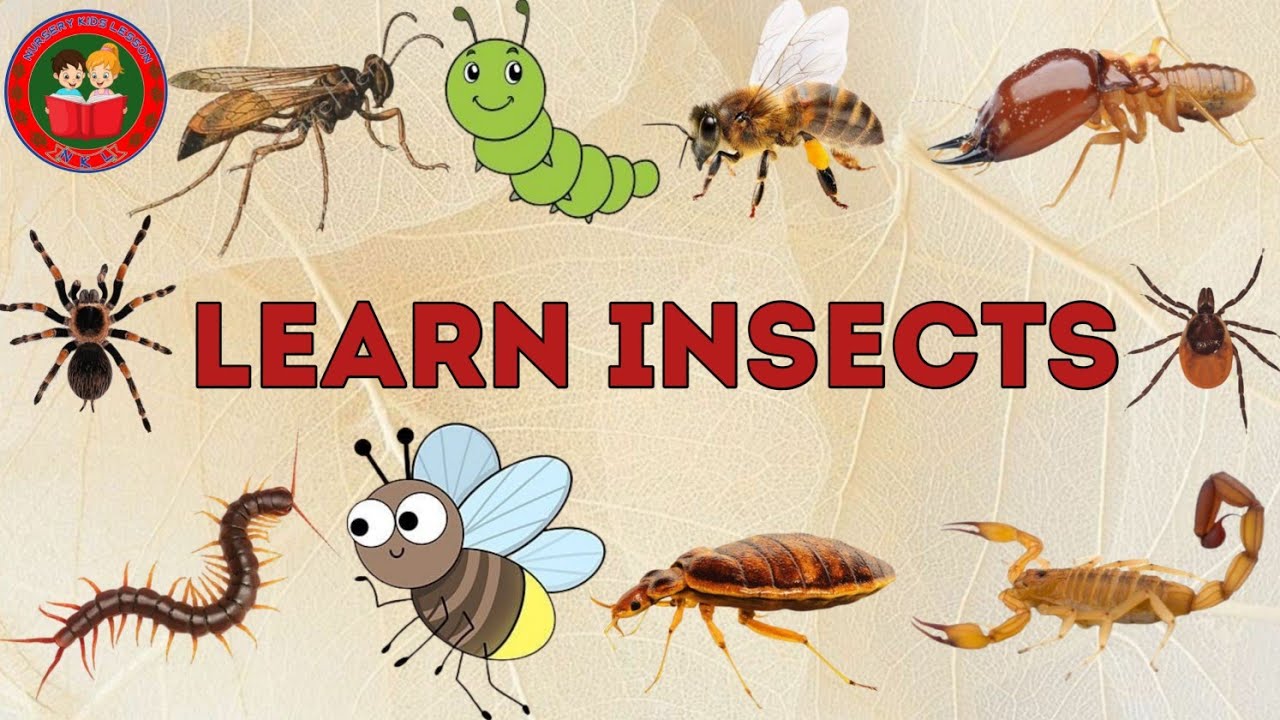 Insects and bugs vocabulary|A listof insects|The crawling world ...