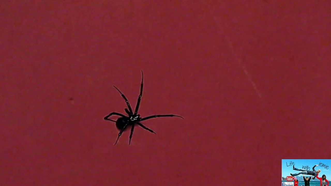 When you beat a spider - YouTube