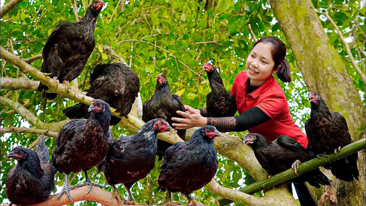 Harvest 1000+ Tree Chickens to sell at the market | Cooking Chicken KFC ...