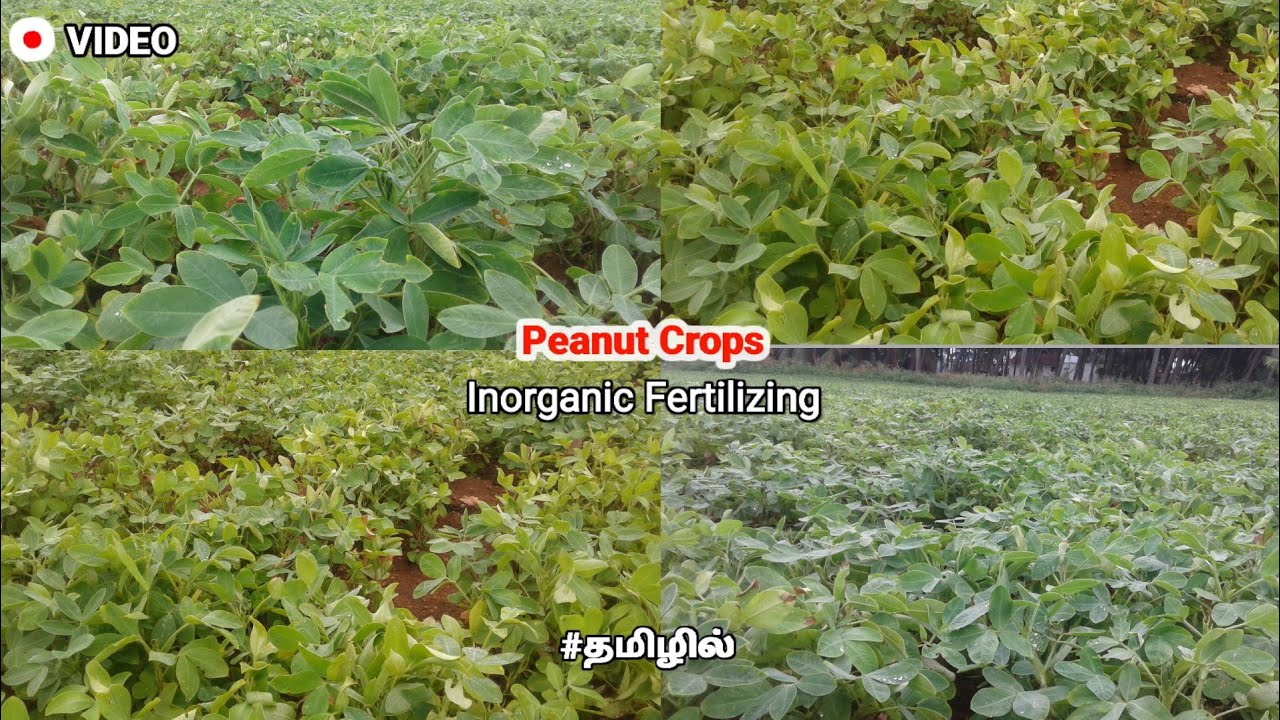 Peanut Agriculture process || Groundnut crops || Inorganic fertilizing ...