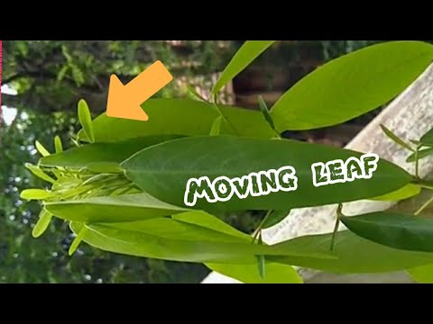 Dancing plant !! தொழுகன்னி செடி !! Telegraph plant !! Codariocalyx ...