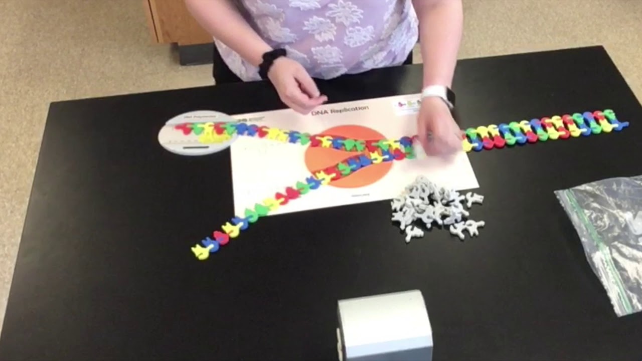 DNA Replication Model - YouTube