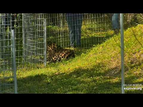 Manny Jaguar...hey, come back ! at Big Cat Rescue in Tampa Florida.  Explore.org/BigCatRescue