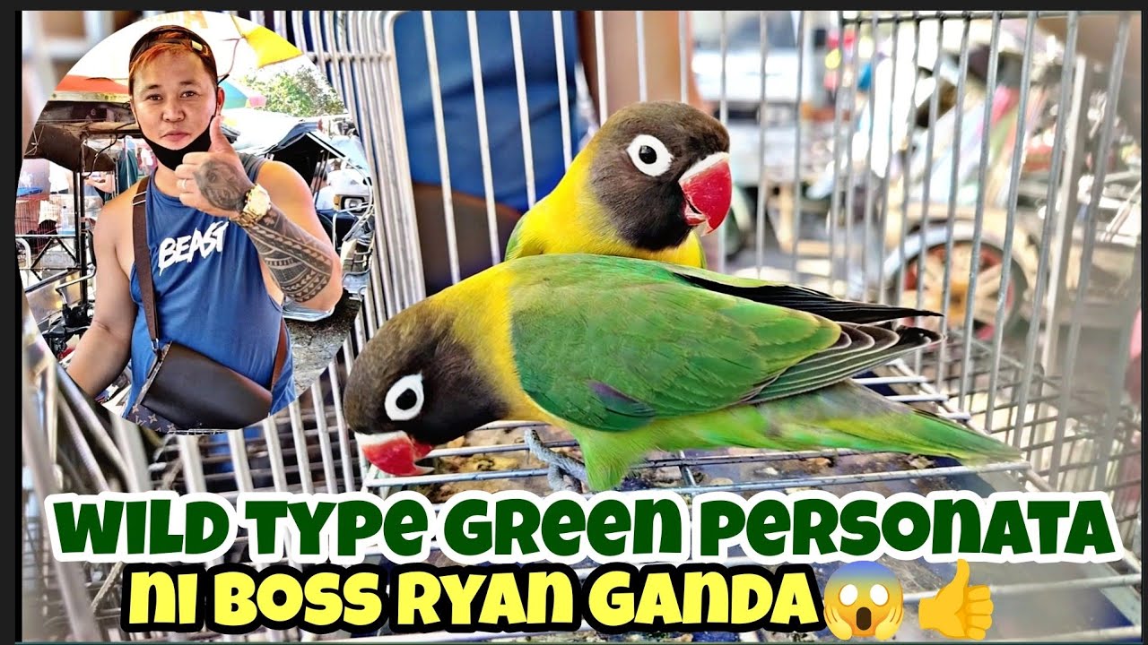 bocaue birds market#wild type green personata ni boss Ryan Ang Ganda😱👍 ...
