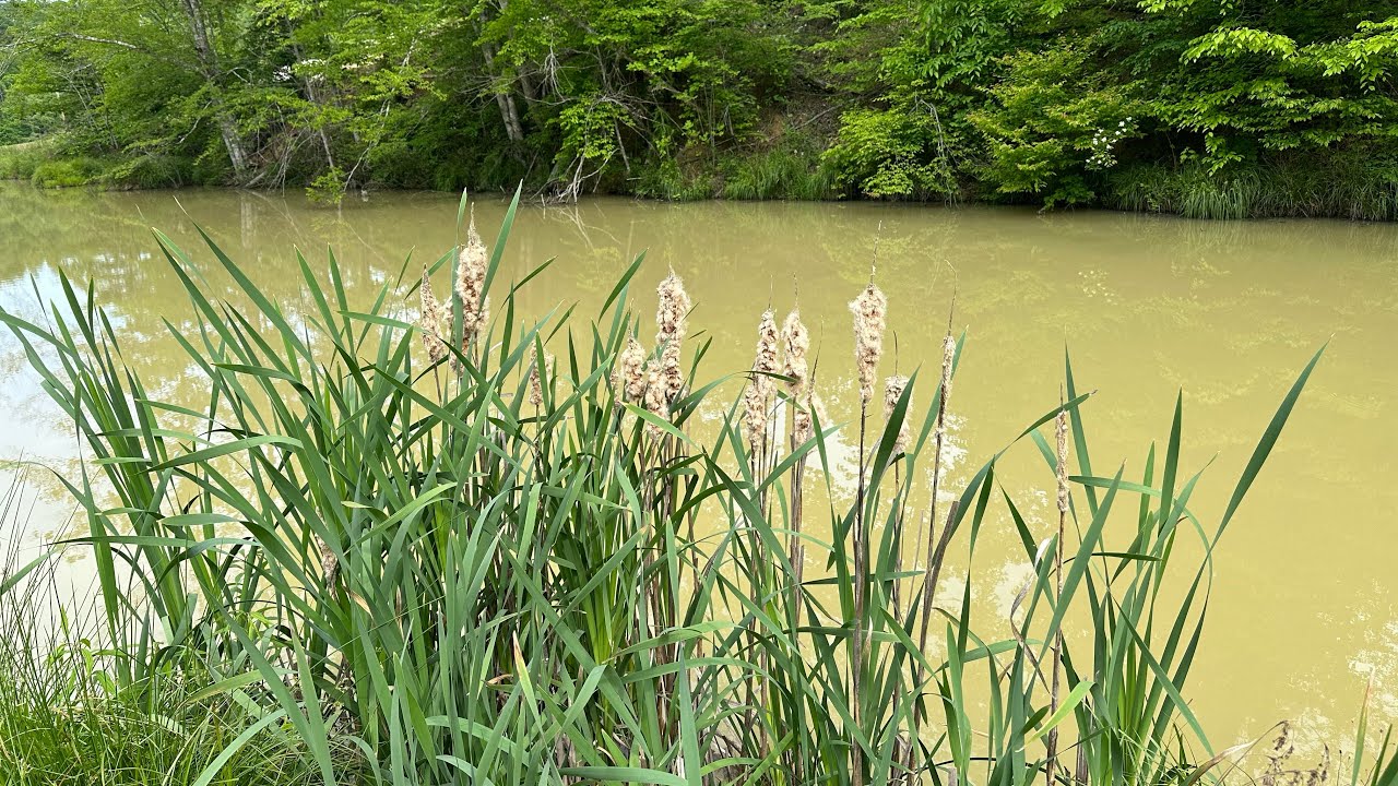 POND sounds (Q catches a fish) - YouTube