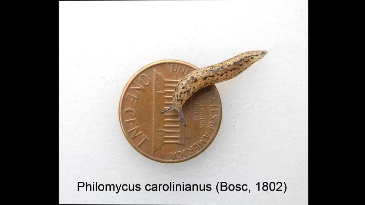 Philomycus carolinianus (Bosc, 1802) Carolina Mantleslug - YouTube