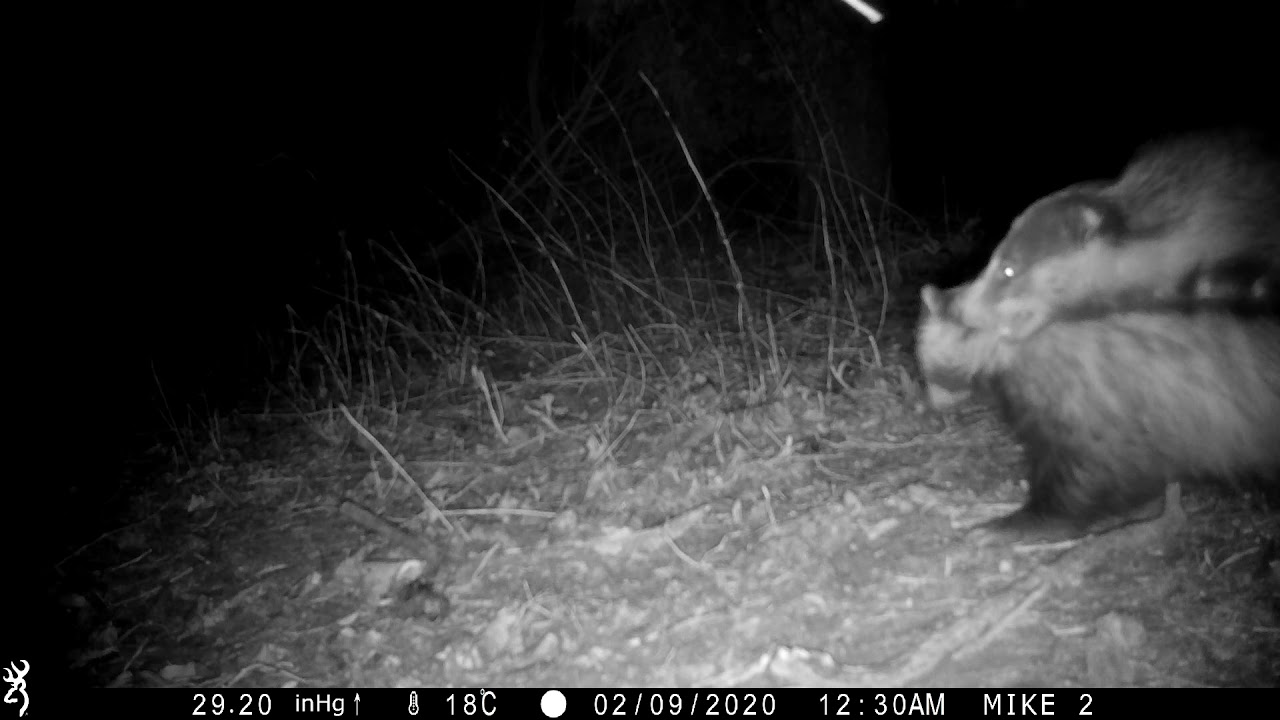 badger mating movie - YouTube