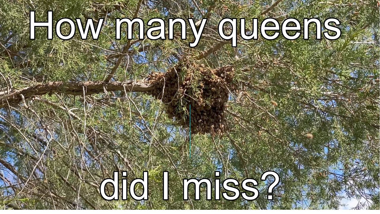 First Swarm Shake of 3-16-2023 | Never Leave Too Many Swarm Cells - YouTube