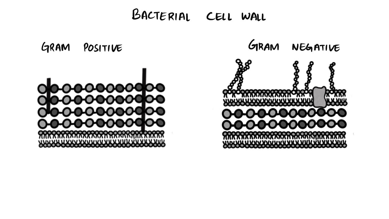 Gram positive vs Gram negative bacterial cell wall || Microbiology ...