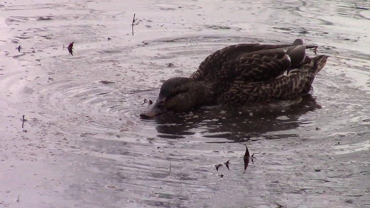 Ducks Hoovering - YouTube