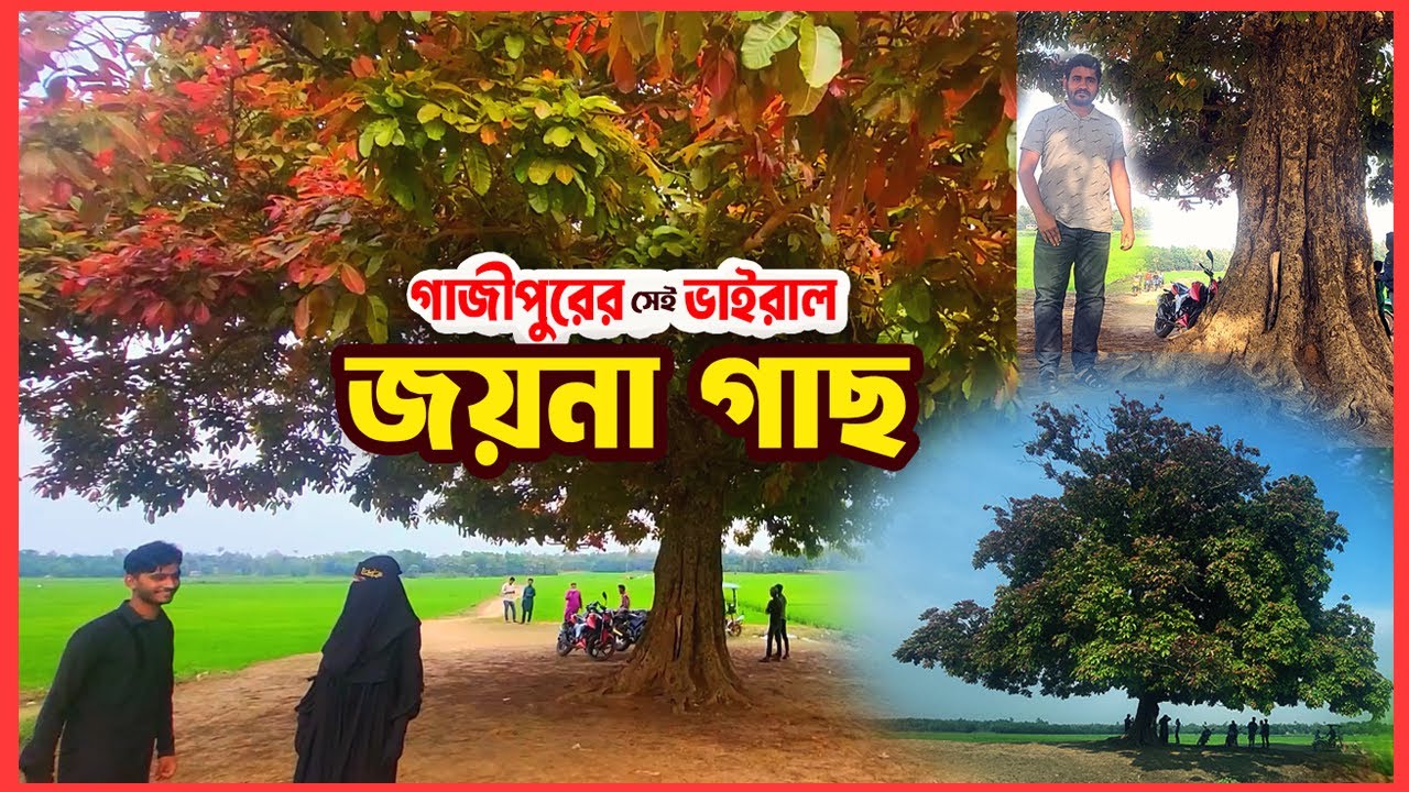 জয়না গাছ, পিরুজালী, গাজীপুর। Pirojali joyna tree gazipur | Khalilur ...