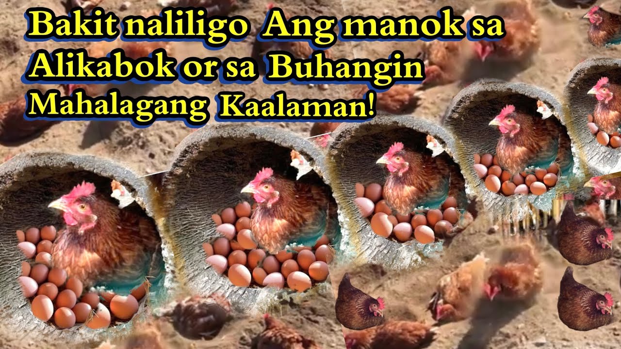 BAKIT NALILIGO ANG MANOK SA ALIKABOK OR SA BUHANGIN || MAHALAGANG ...