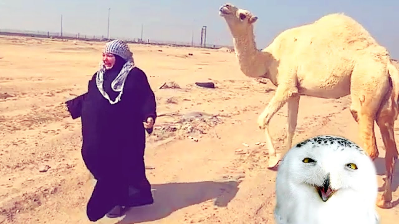 New Edit - Camel Kicks Ignorant Foreigner - YouTube