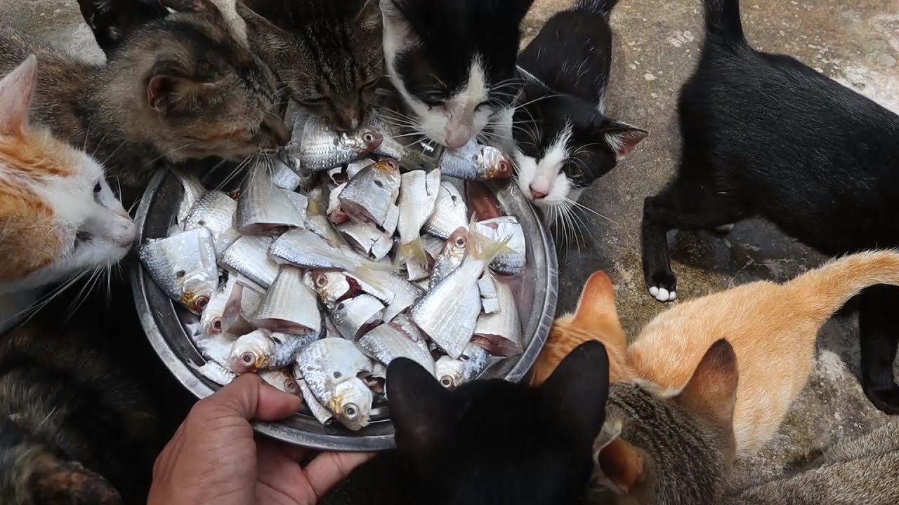Many Cats eating raw fish |The Gohan Dog And Cats - YouTube