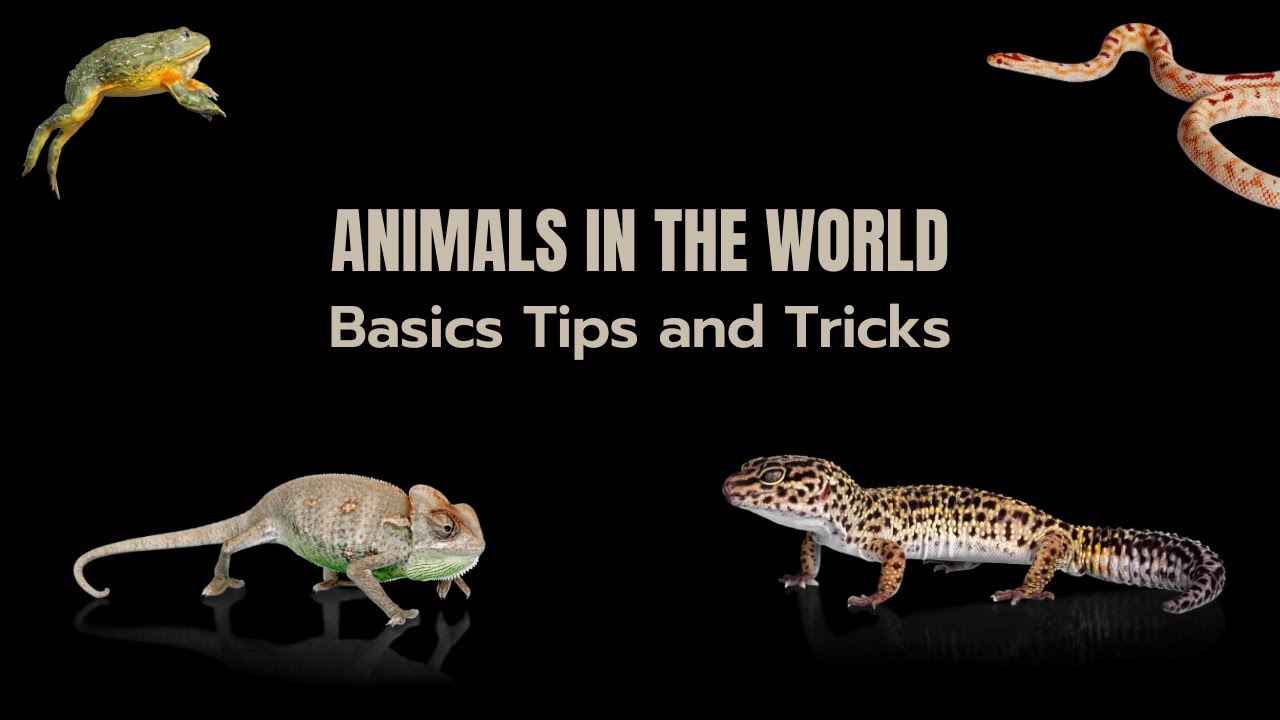 General Animal Channel - YouTube
