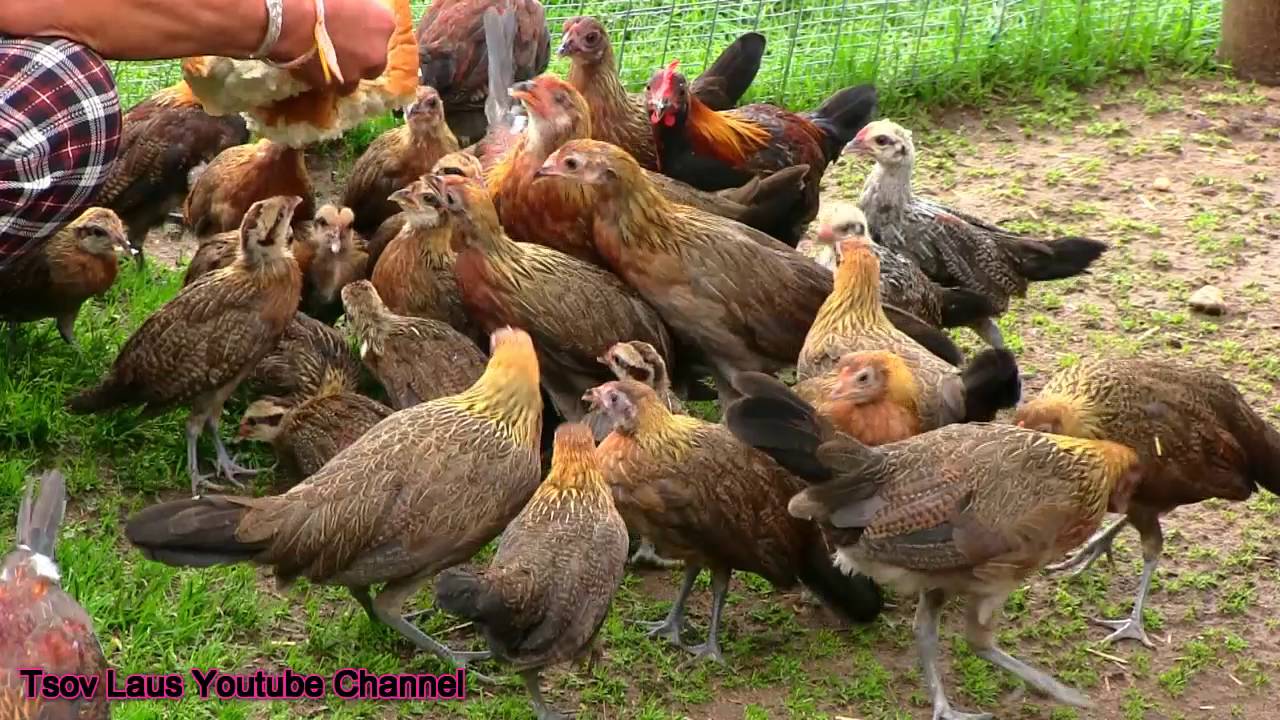 Hmong American Raise Chicken 2016 - YouTube