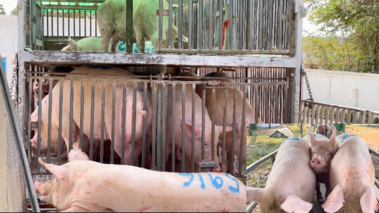 ថ្ងៃនេះលក់មេជ្រូកសុទ្ធតែគីឡូធំៗ( Today, pigs are sold in large kilos ...