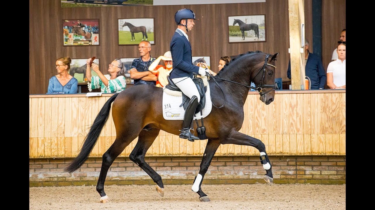 Merlot VDL Stud Stallion Show 2021 - YouTube