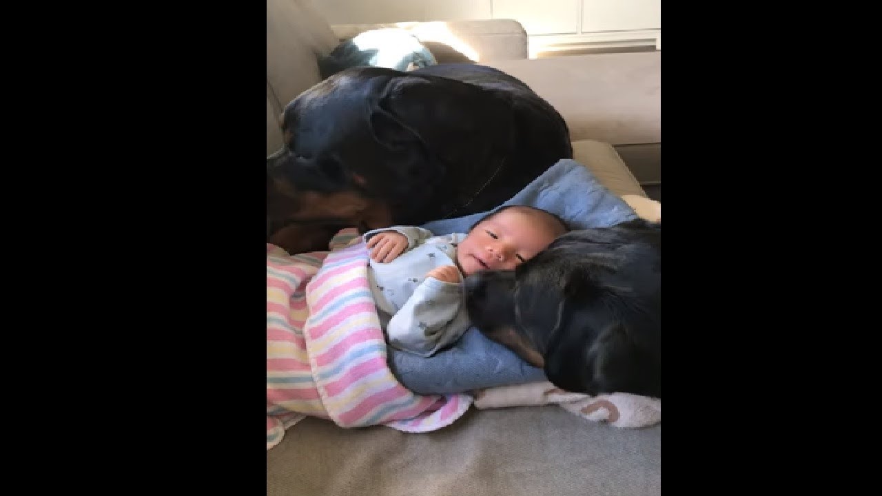 Rottweilers Cuddling With Their Newborn Baby Brother! So Sweet - YouTube