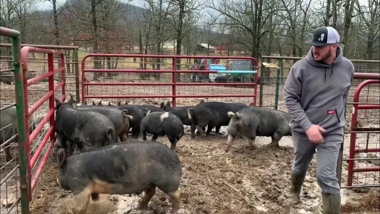 SORTING PIGS 🐖 IN THE SLOP The work must go on | Raising Pigs On ...
