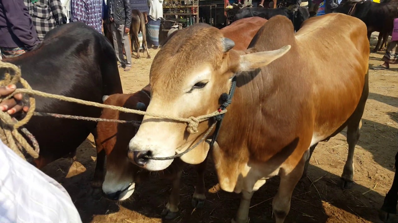 732।Excellent cows video and cow price interview see, Best cow videos ...