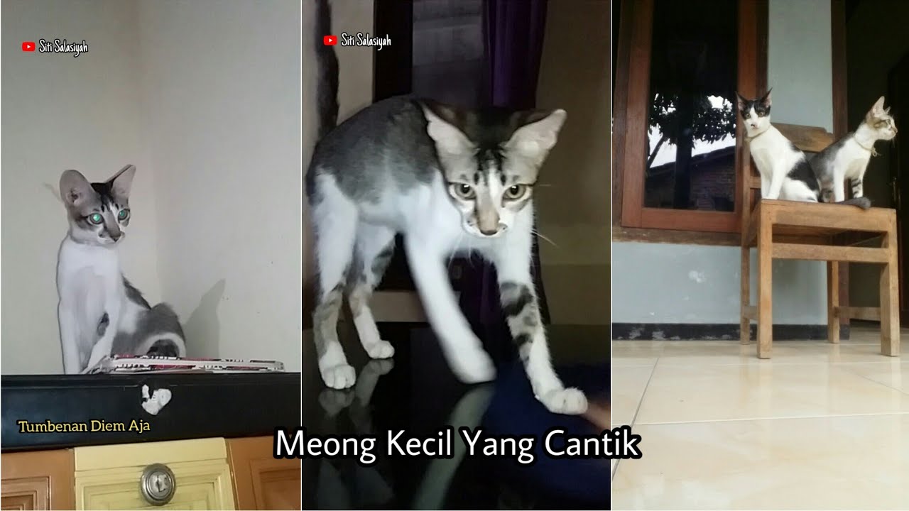 Video Kucing Lucu Mayo & Maces|Meong Kecil - YouTube