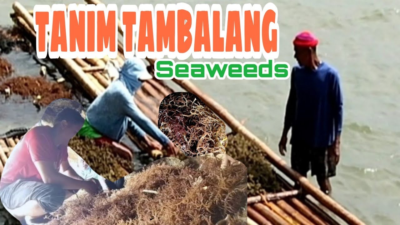 TAMBALANG (SEAWEEDS) - YouTube