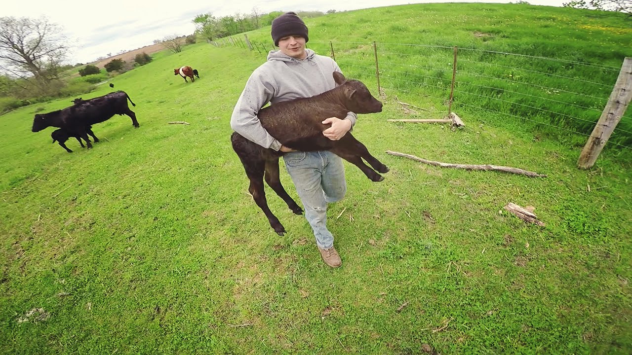 Calf Wrassling! - YouTube