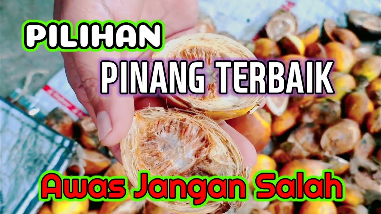 JENIS PINANG TERBAIK MENURUT AHLINYA - YouTube