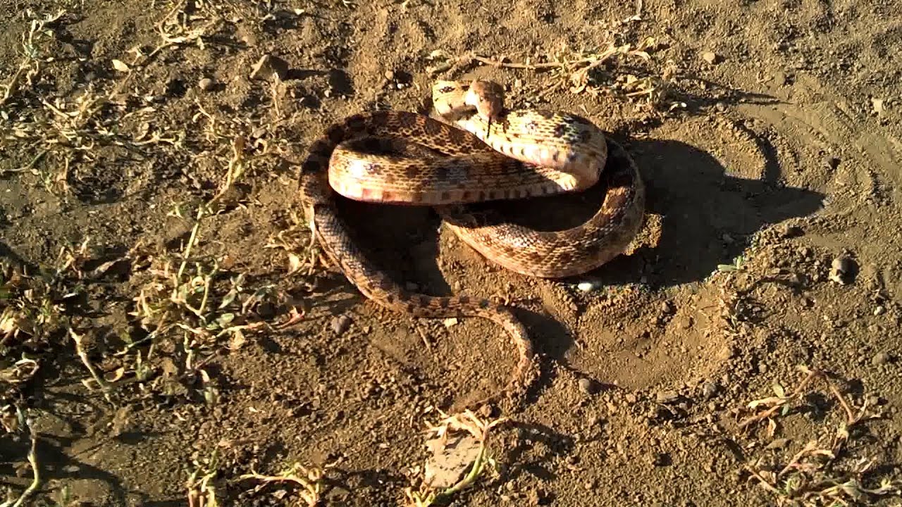 Gopher snake - YouTube