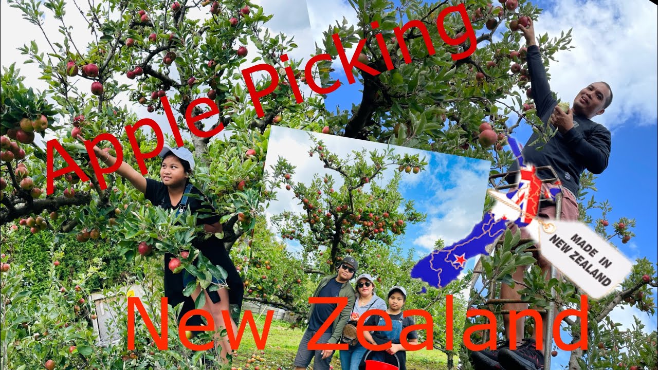 Unlimited Apples!🍎 Apple Picking Experience In New Zealand [Pinoy in ...