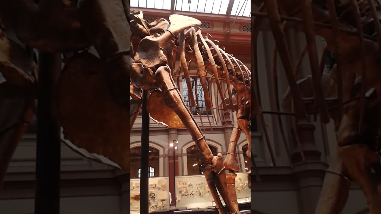 Brachiosaurus at Berlin Museum of Natural History - YouTube