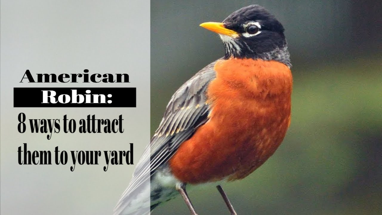 American Robin: 8 Easy Way to Attract Robins to Your Backyard - YouTube