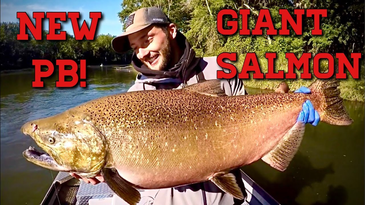30lb King Salmon - Michigan Skein Bobber Downs - YouTube